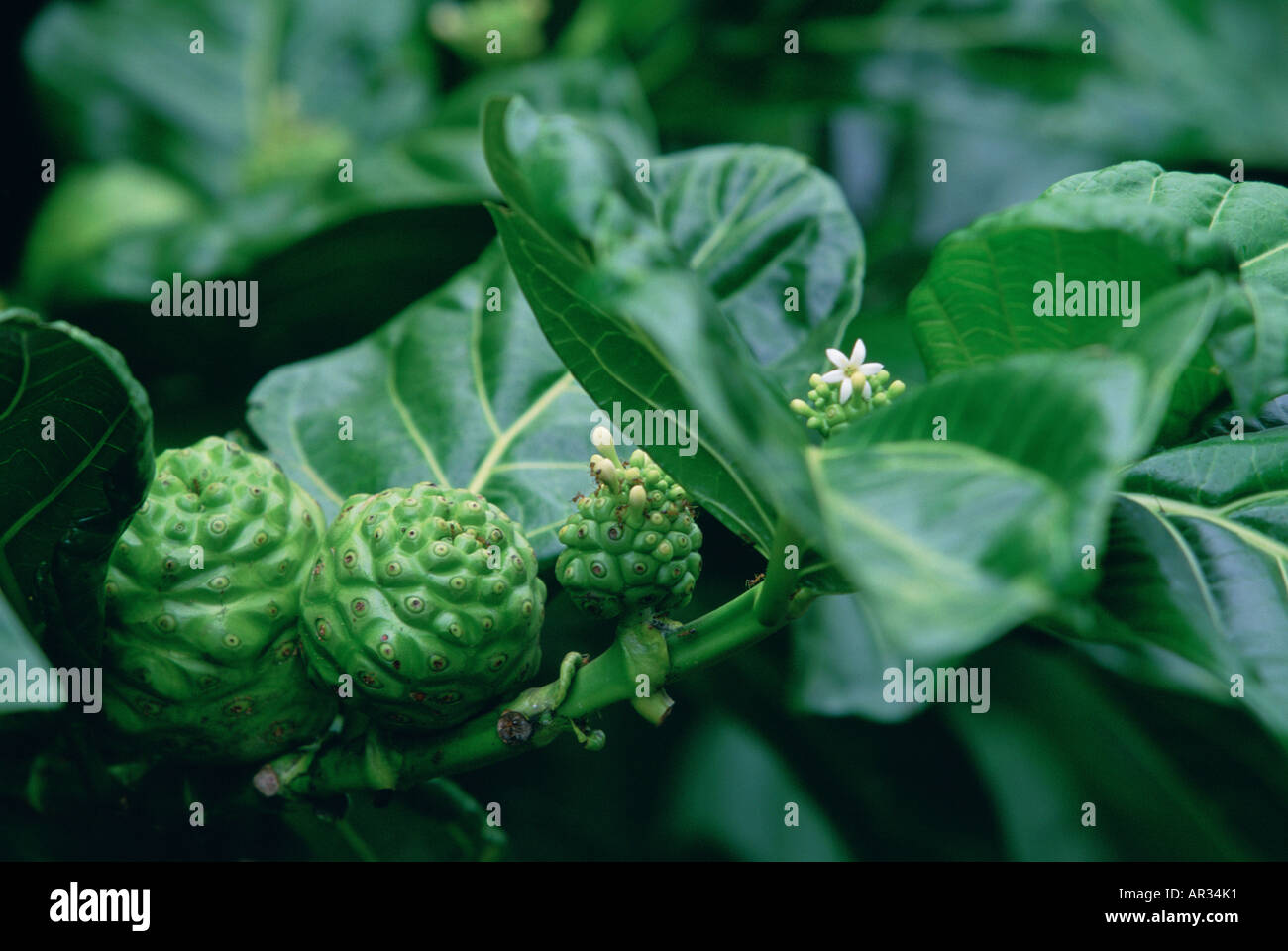 Noni plant french polynesia hi-res stock photography and images - Alamy