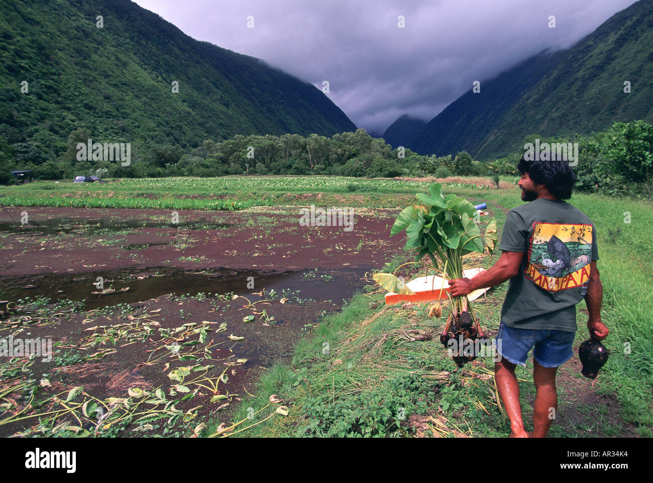 Harvesting taro hi-res stock photography and images - Alamy
