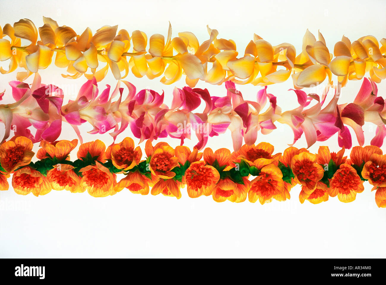 Plumeria orchid and ilima Flower lei on white background Stock Photo ...