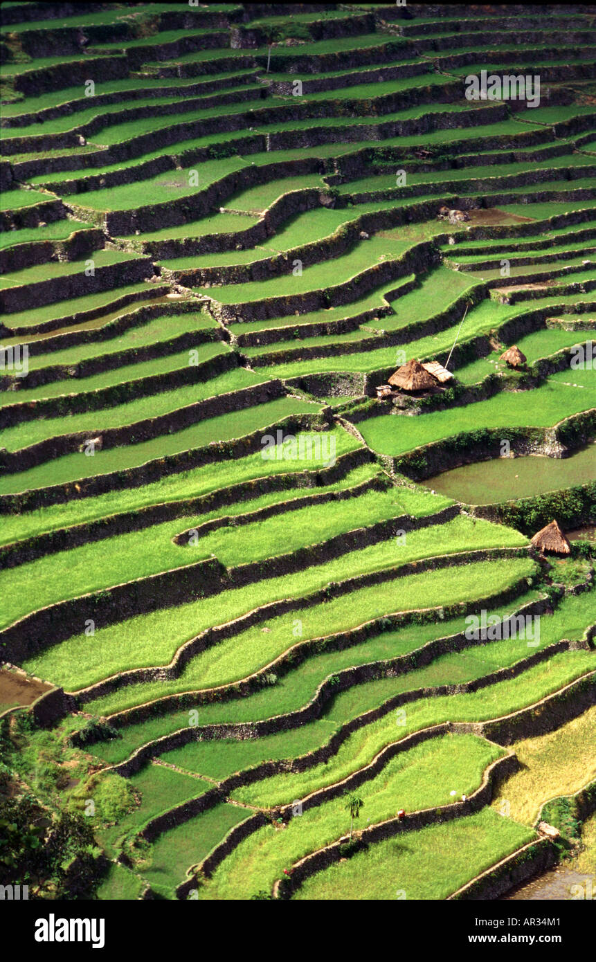 Ricefields and village, Batad-Mountain Province Luzon, Philippines ...