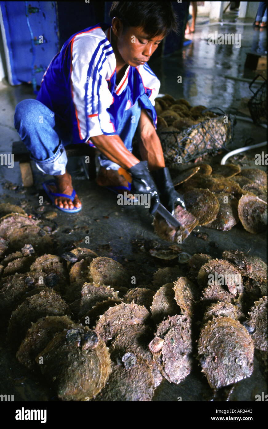 Pearl farm, cleaning oysters, Palawan Island, Philippines Stock Photo ...