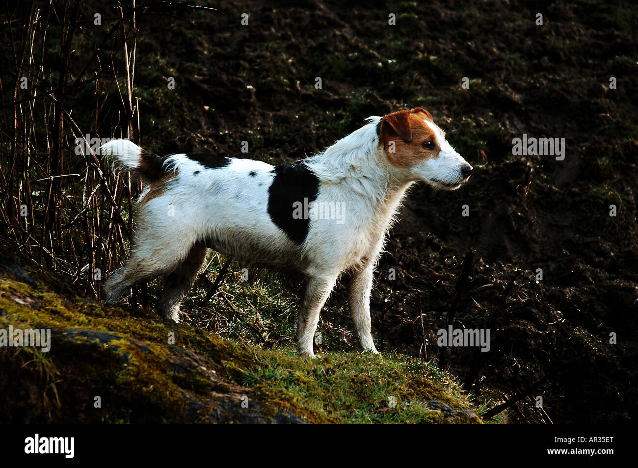 parsons jack russell terrier dog Stock Photo - Alamy