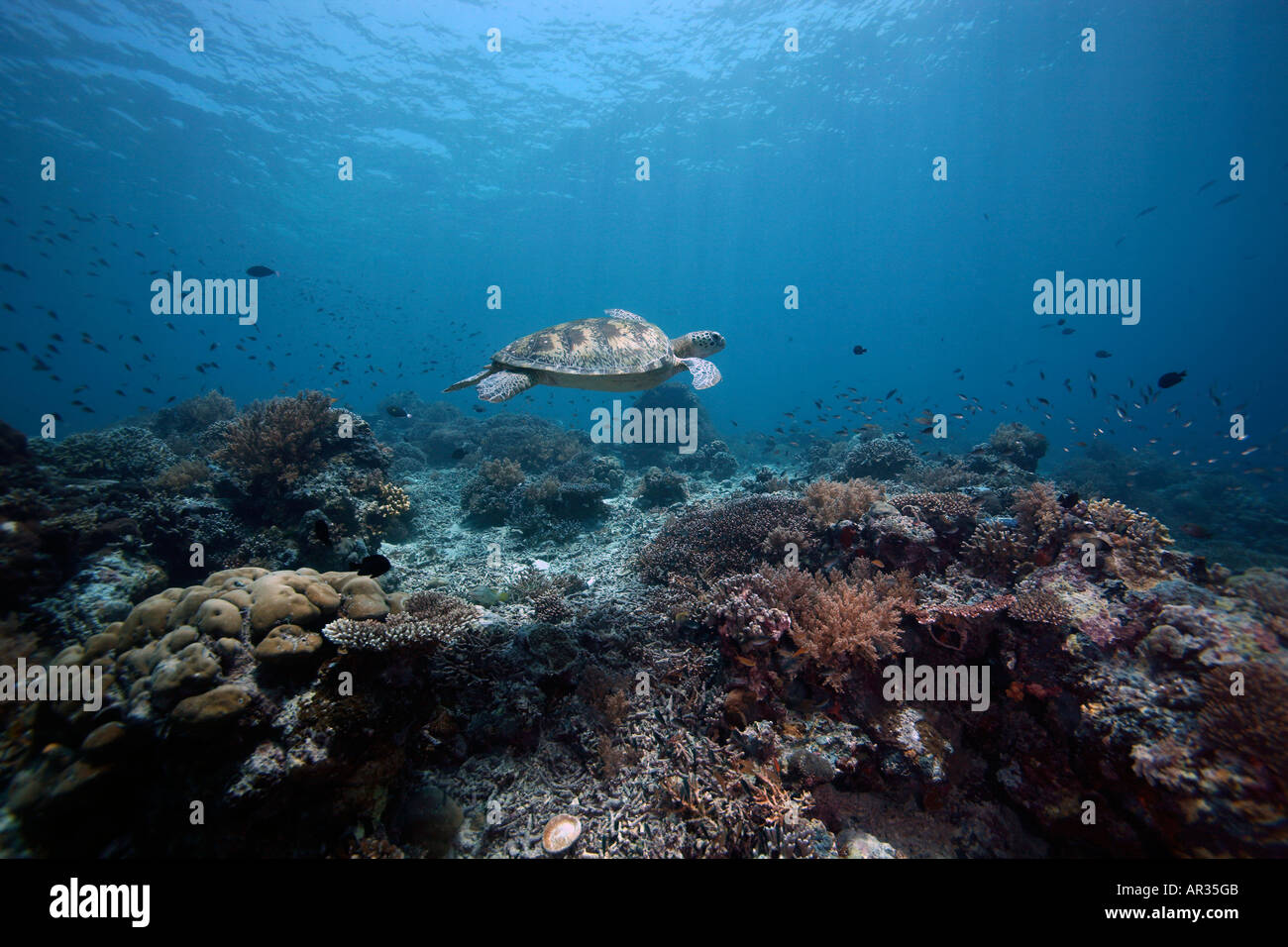Sea turtle, Sipadan, Malaysia Stock Photo - Alamy