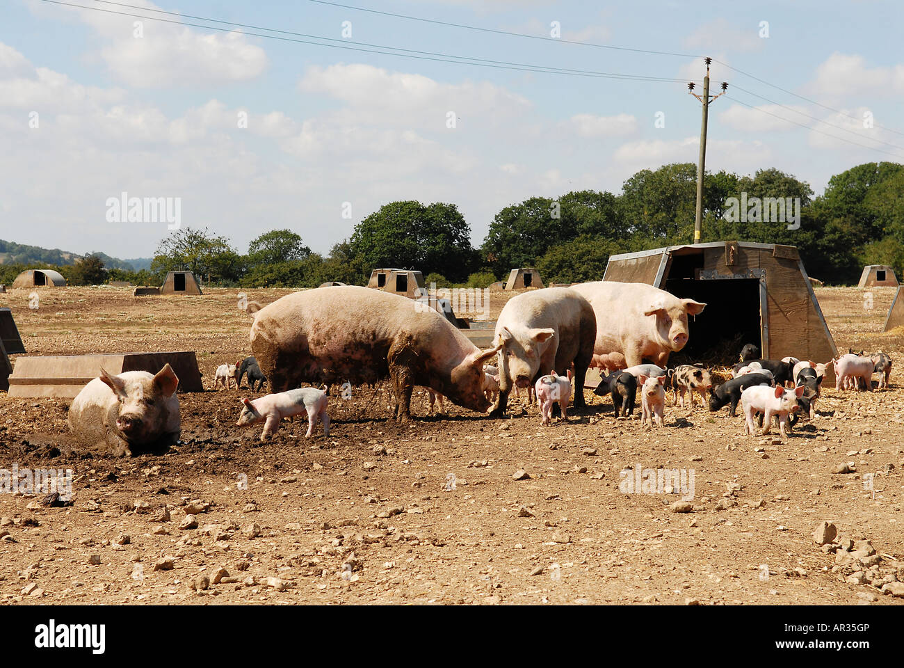 Foliat hi-res stock photography and images - Alamy