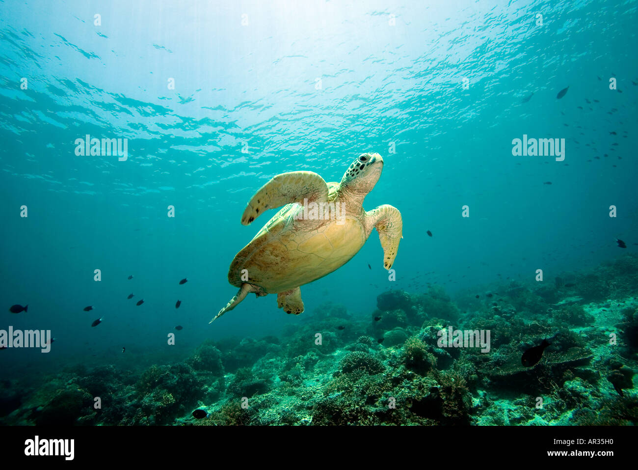 Sea turtle, Sipadan, Malaysia Stock Photo - Alamy