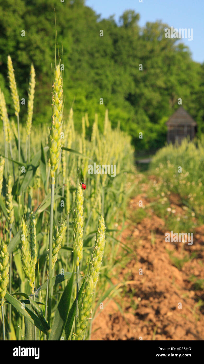 Lady Bug on Wheat, Historic Vegetable Garden, George Washington's Mt ...