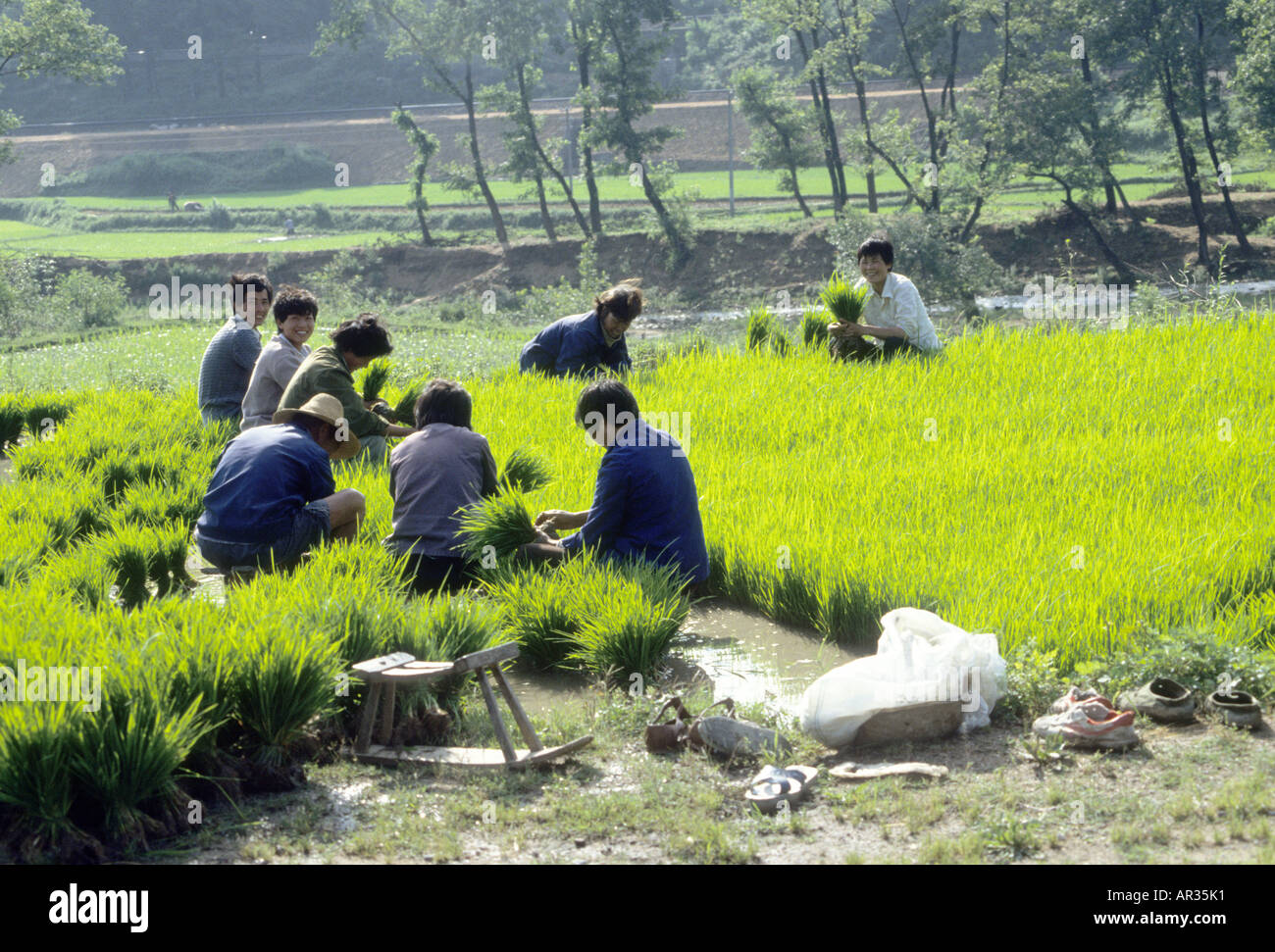 Village people sewing rice in rural China Stock Photo - Alamy