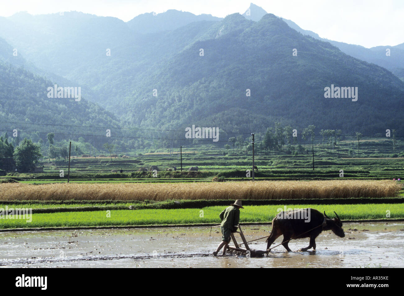 Man working with his plough pulled by a bullock in his rice paddy Stock ...