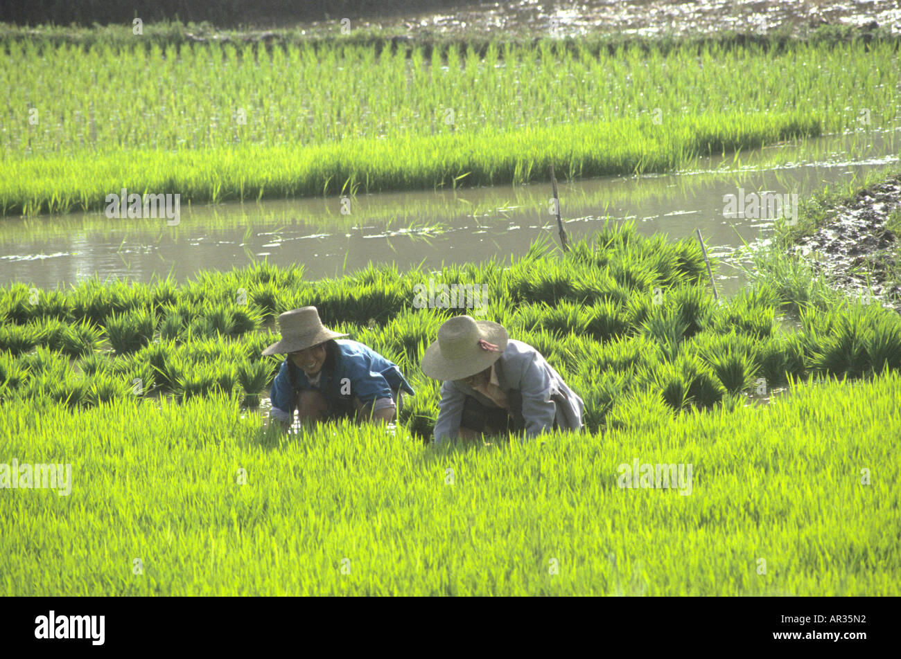 Rice fields china workers hi-res stock photography and images - Alamy