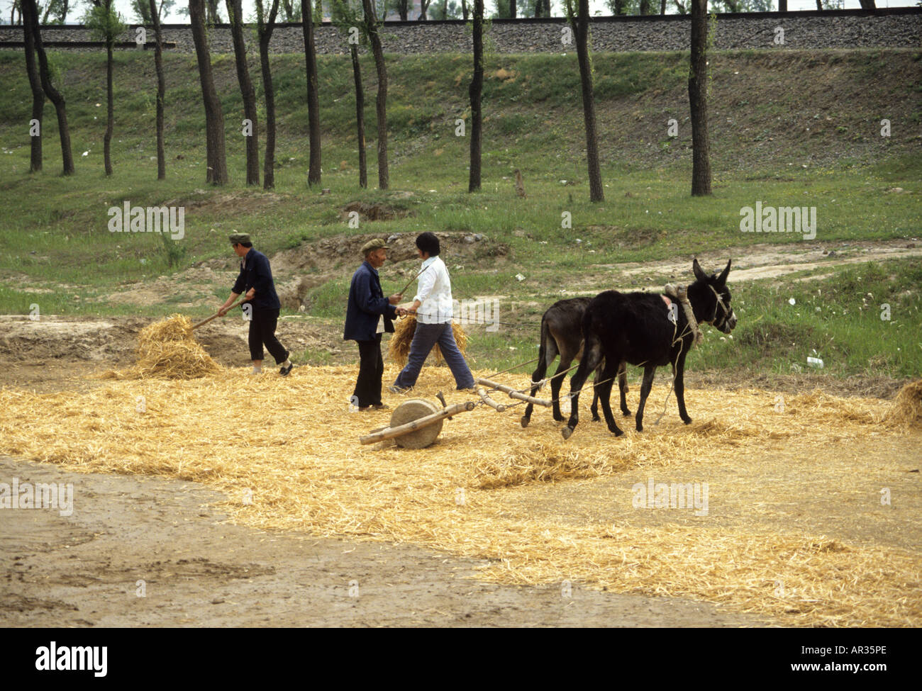 Using a donkey to pull a heavy stone to grind corn in rural China Stock ...
