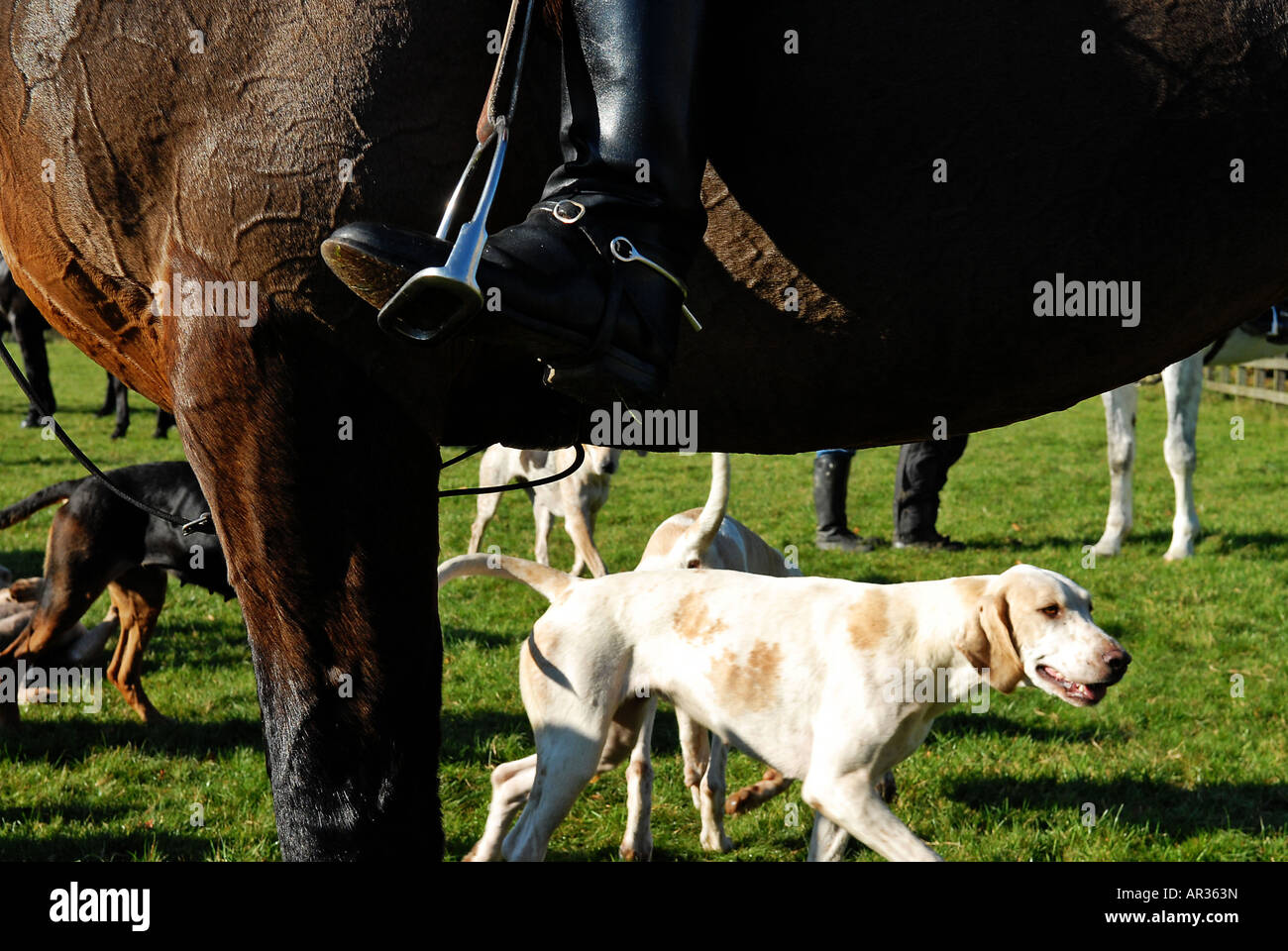 The horse and hound hi-res stock photography and images - Alamy