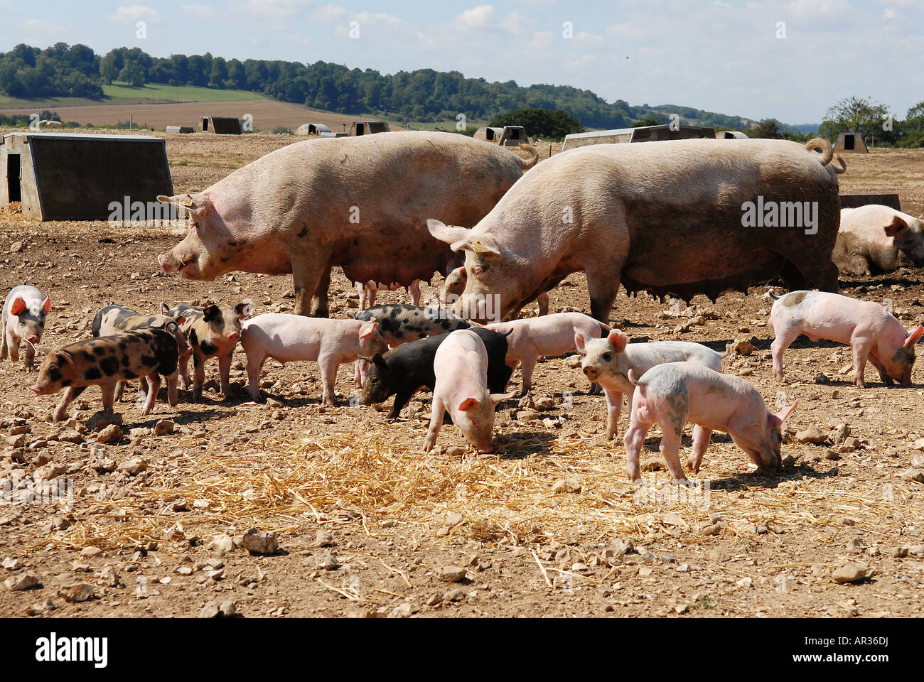 Foliat High Resolution Stock Photography and Images - Alamy