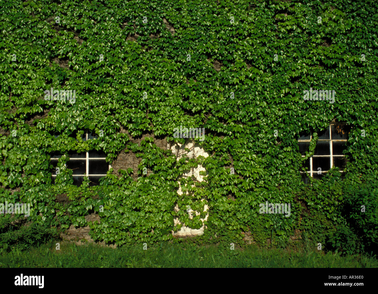 Green blush hi-res stock photography and images - Alamy