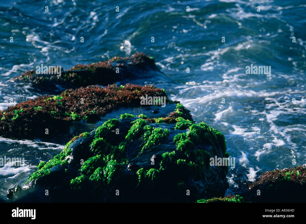 Limu seaweed hi-res stock photography and images - Alamy