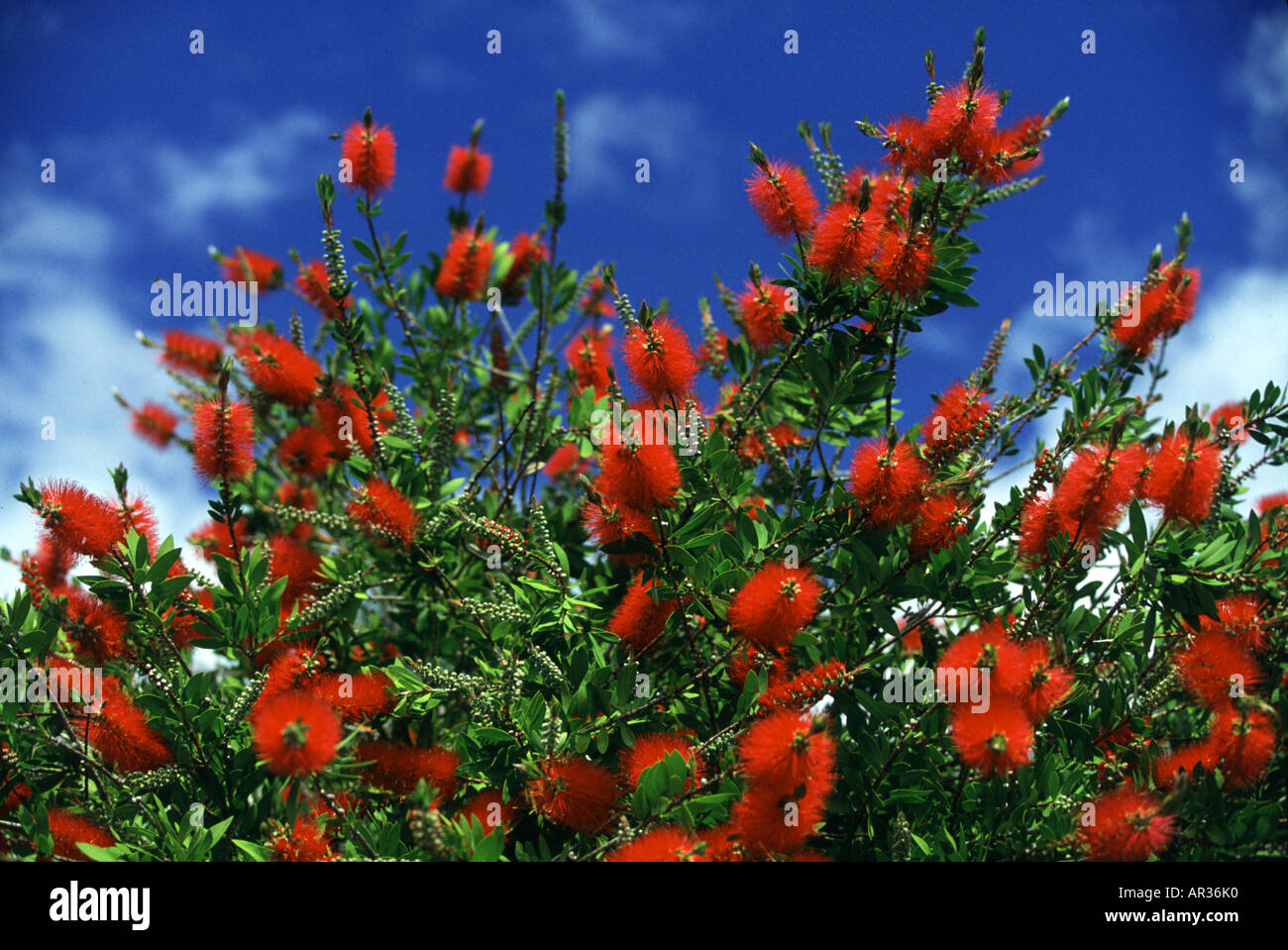 Callistemon blossoms hi-res stock photography and images - Alamy