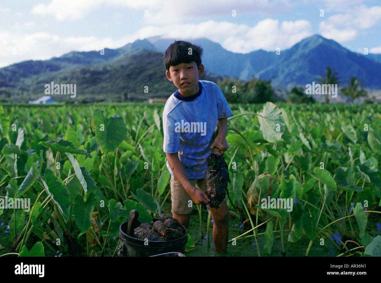 Harvesting taro hi-res stock photography and images - Alamy