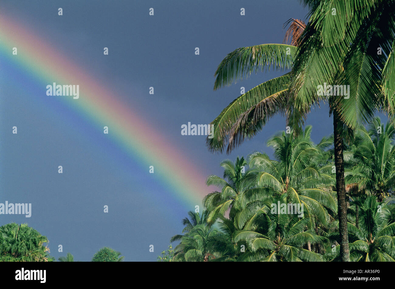 Rainbow with coconut palm trees Stock Photo - Alamy