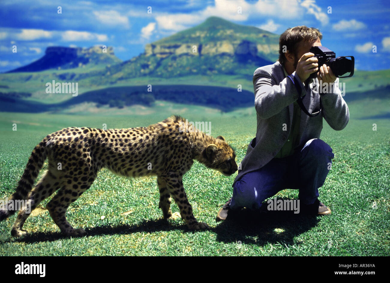 Cheetah and photographer hi-res stock photography and images - Alamy