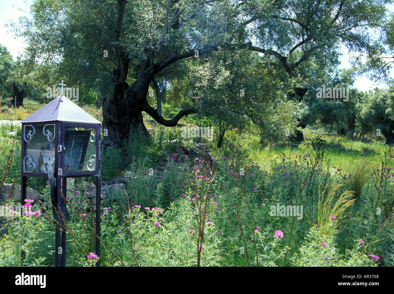 Greek Orthodox shrine beneath olive trees Stock Photo - Alamy