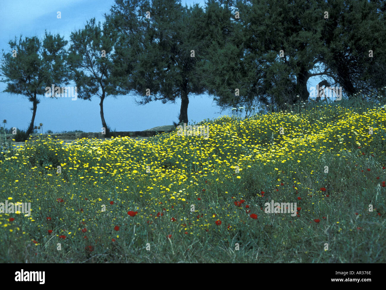 Holy flowers hi-res stock photography and images - Alamy