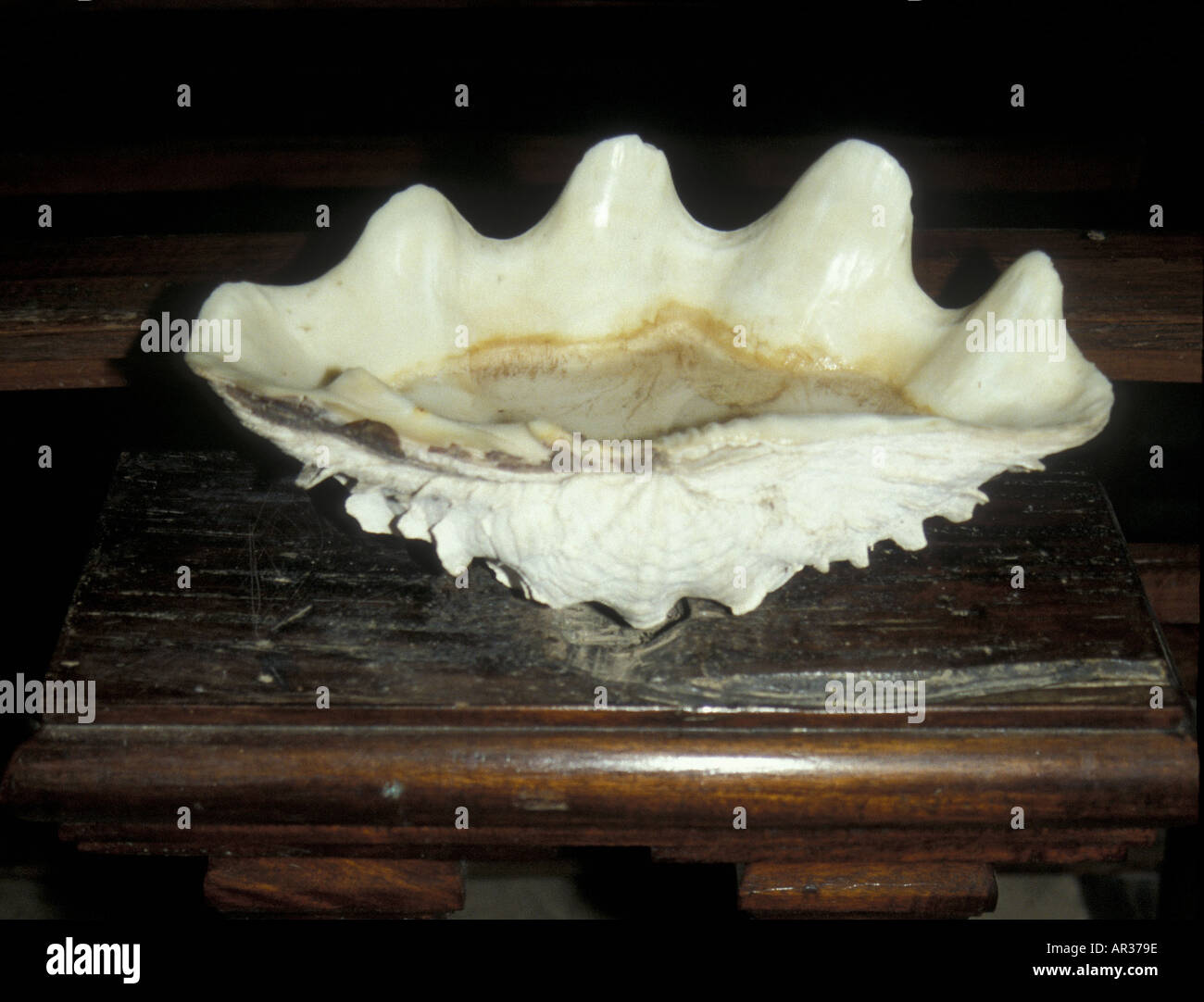 A large clam shell font in a Catholic church in the Seychelles Stock ...