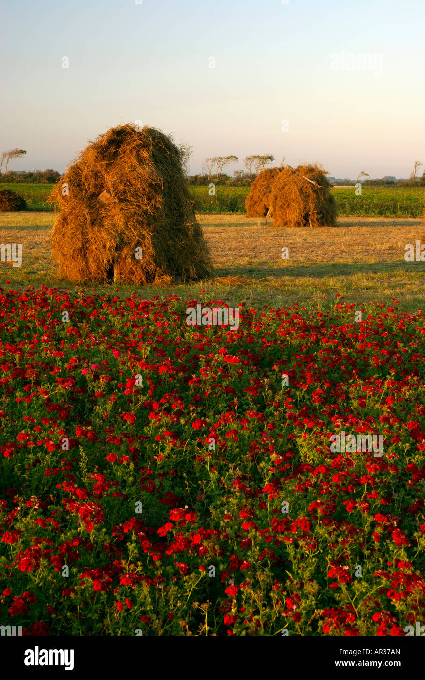 Figure or person made of straw or hay bales hi-res stock photography ...
