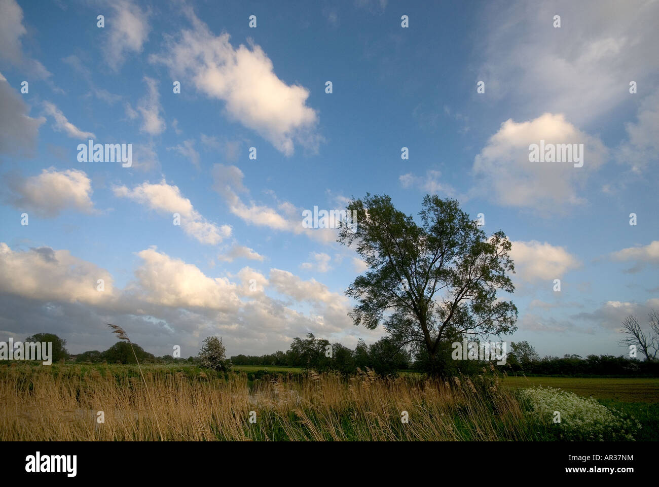 pic martin phelps 02 06 06 castle eaton for bach homes Stock Photo - Alamy