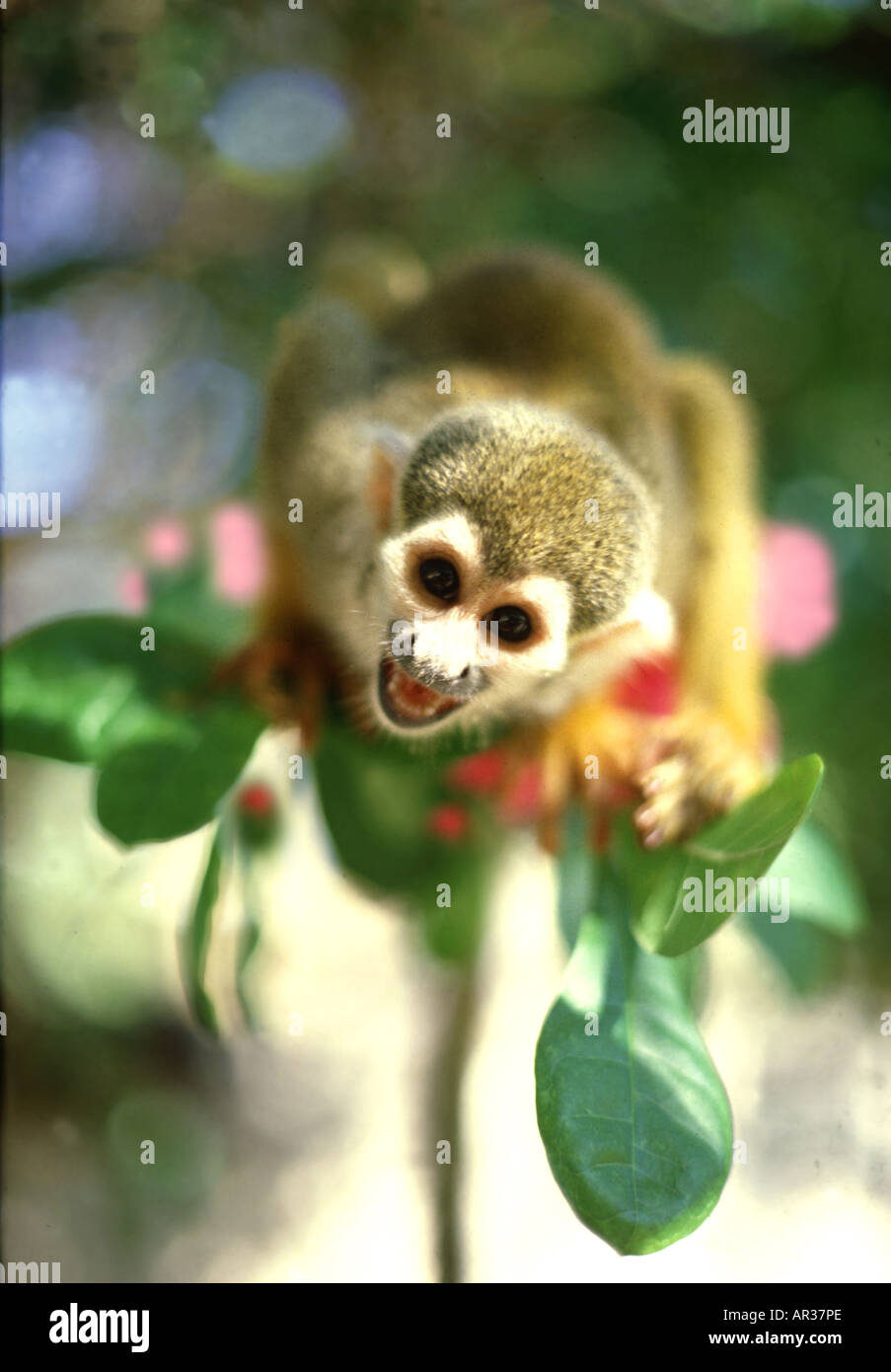 Squirrel monkey in Amazonia, Amazonia, Brazil South America Stock Photo ...