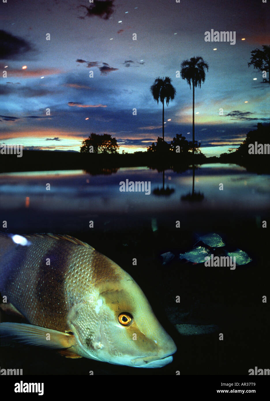 Amazon four star hi-res stock photography and images - Alamy