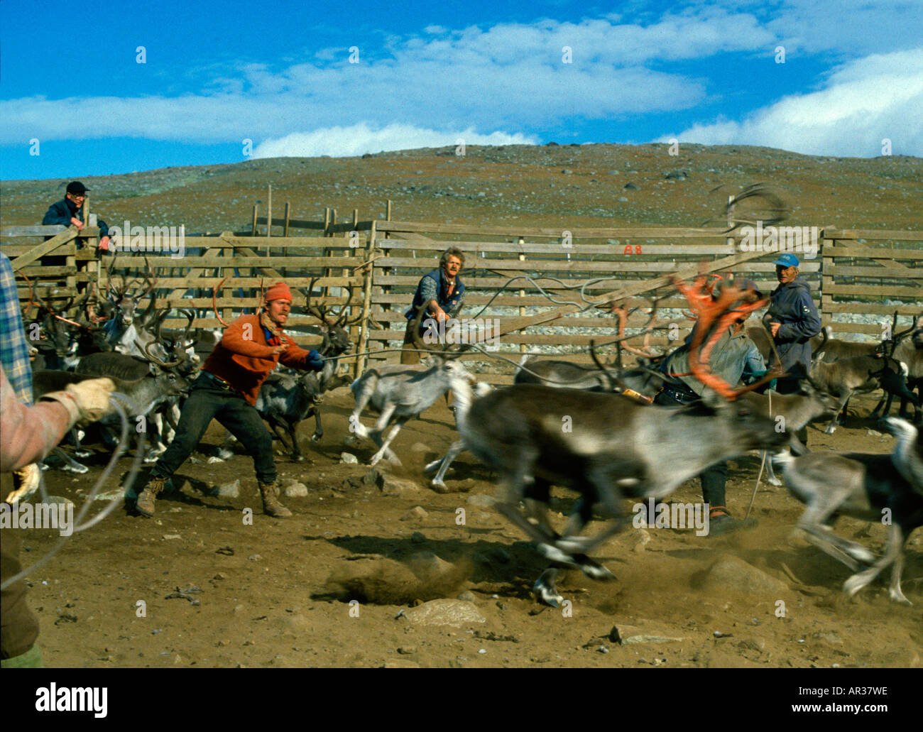 Lapps reindeer hi-res stock photography and images - Alamy