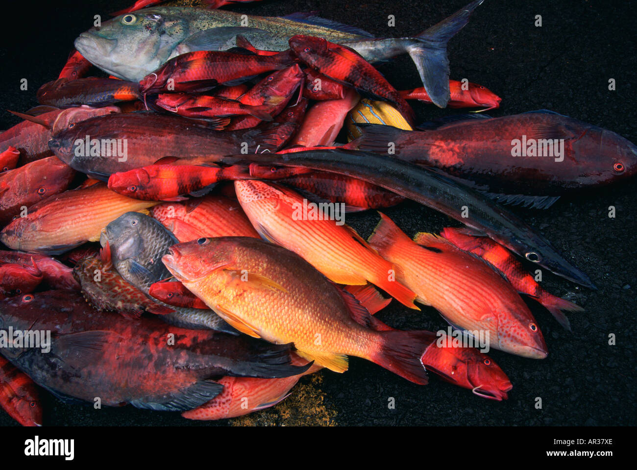 Bottom fish Hawaii Stock Photo - Alamy