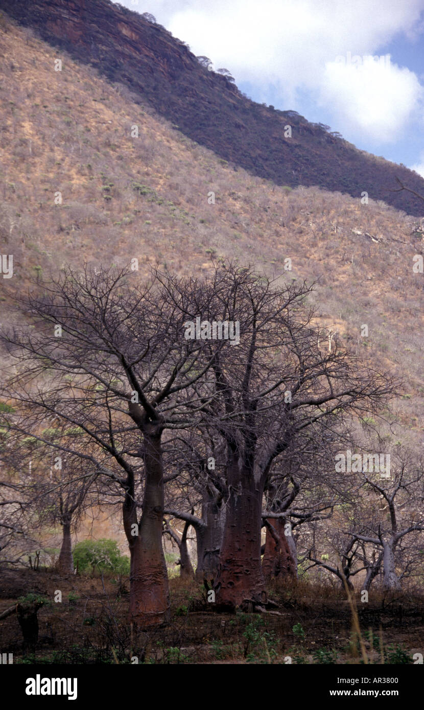 Baobab trees in Tanzania Stock Photo - Alamy
