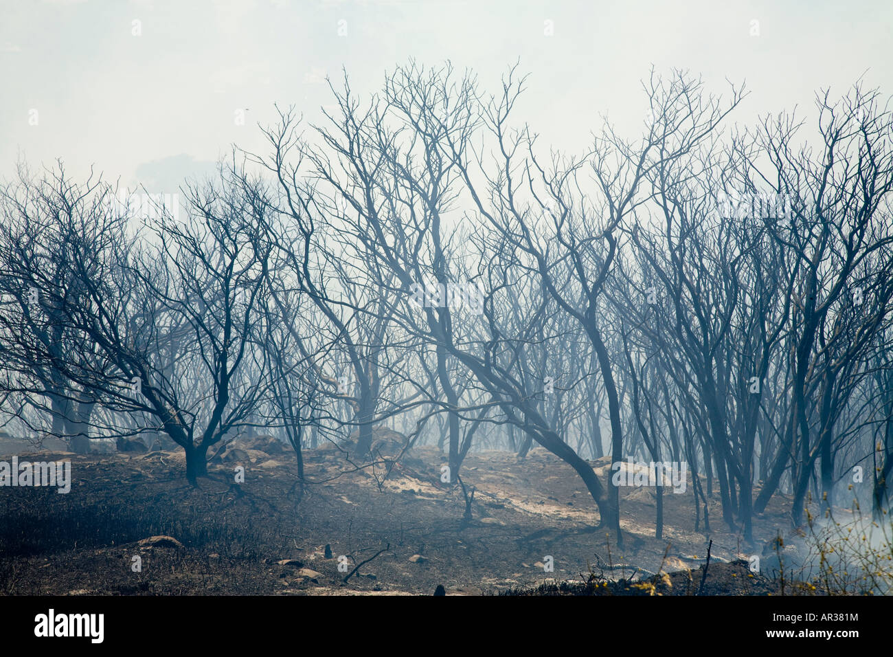 After a bush fire Australia Stock Photo - Alamy