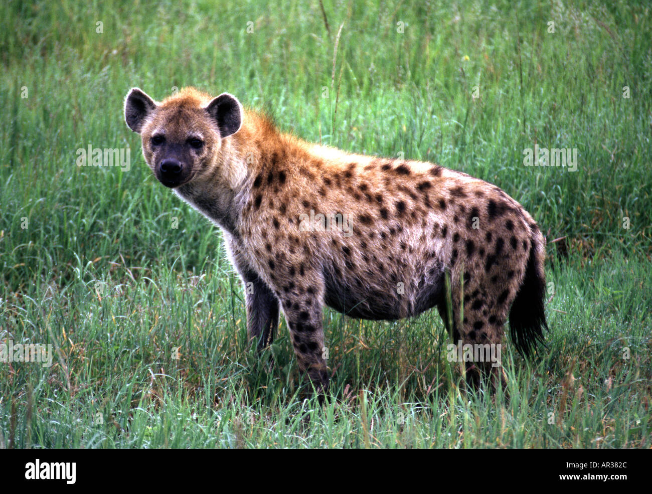 Spotted hyena in the grass of the Masai Mara National Park Kenya Stock ...
