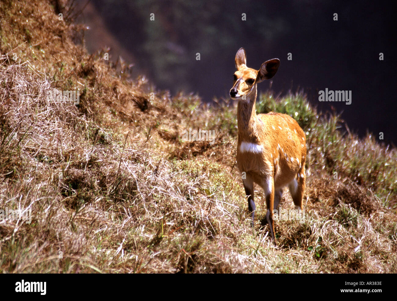 Female bushbuck in Victoria Falls National Park Zimbabwe Stock Photo ...