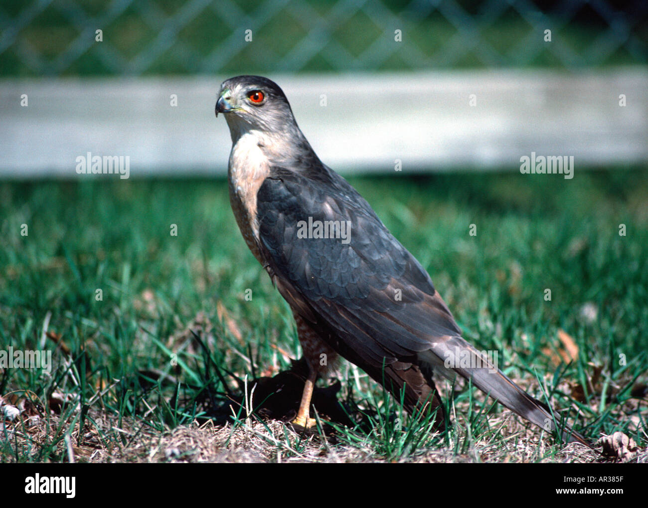 Coopers Hawk standing over prey Stock Photo - Alamy