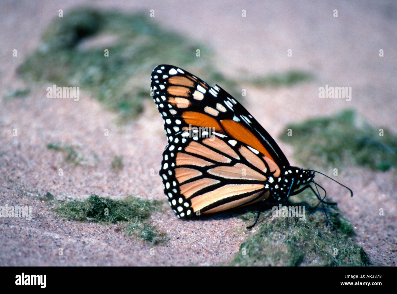 Monarch Butterfly on Lake Michigan beach Stock Photo - Alamy