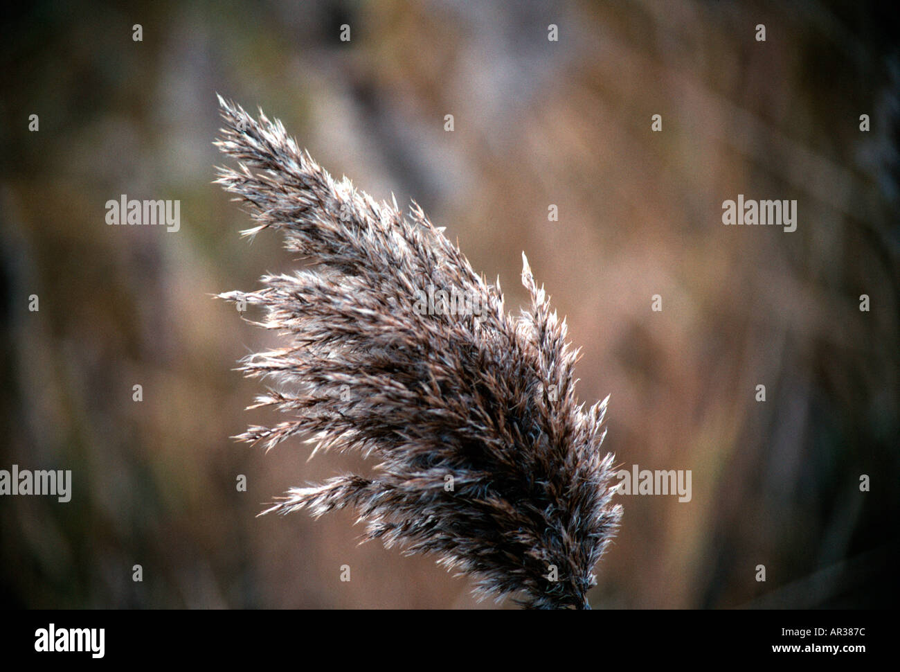 Sedge Grass Seedhead Stock Photo - Alamy