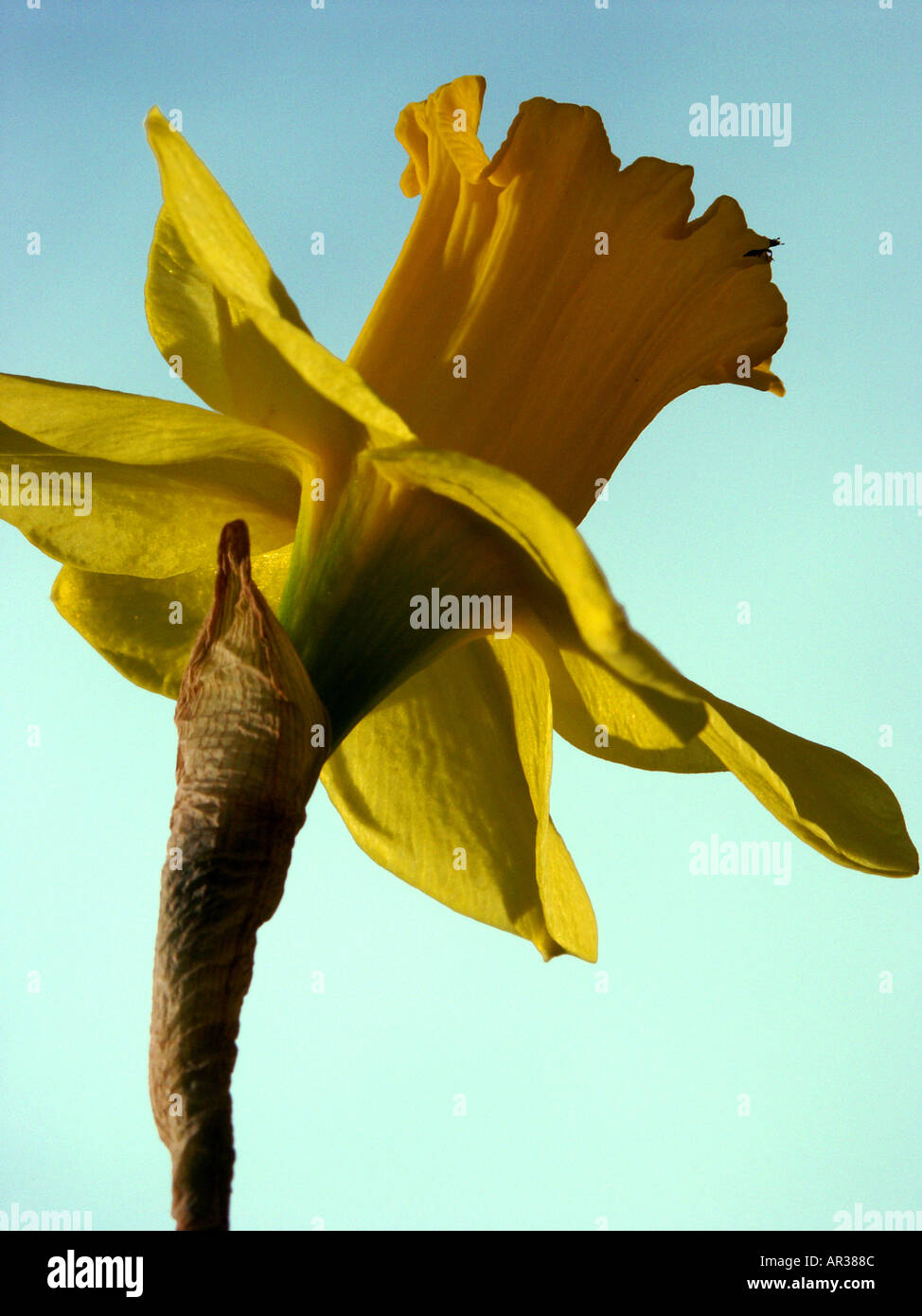 Yellow Daffodil Bloom Stock Photo - Alamy