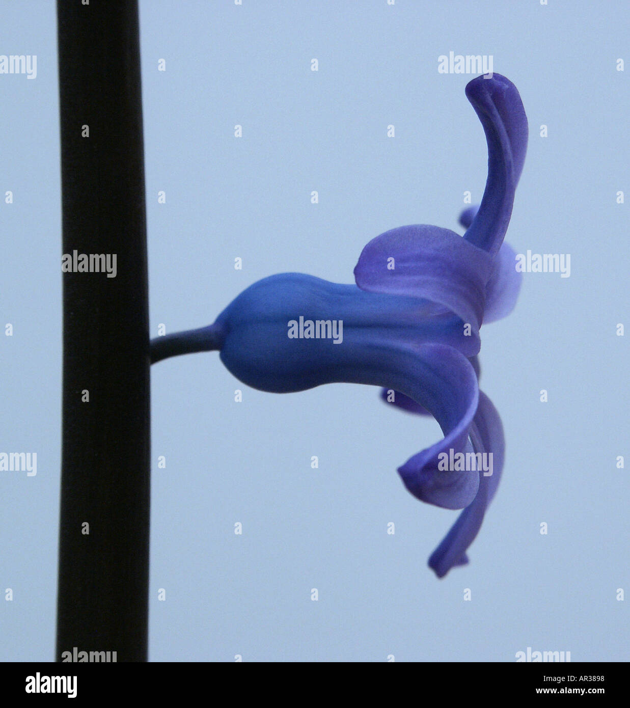 Single Deep purple Hyacinth bloom Stock Photo - Alamy