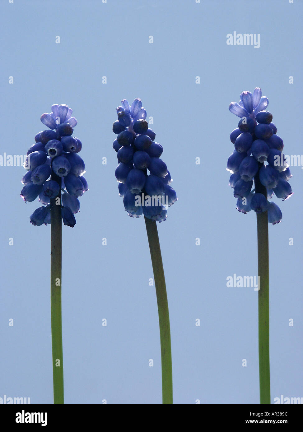 Deep purple grape hyacinths three Stock Photo - Alamy