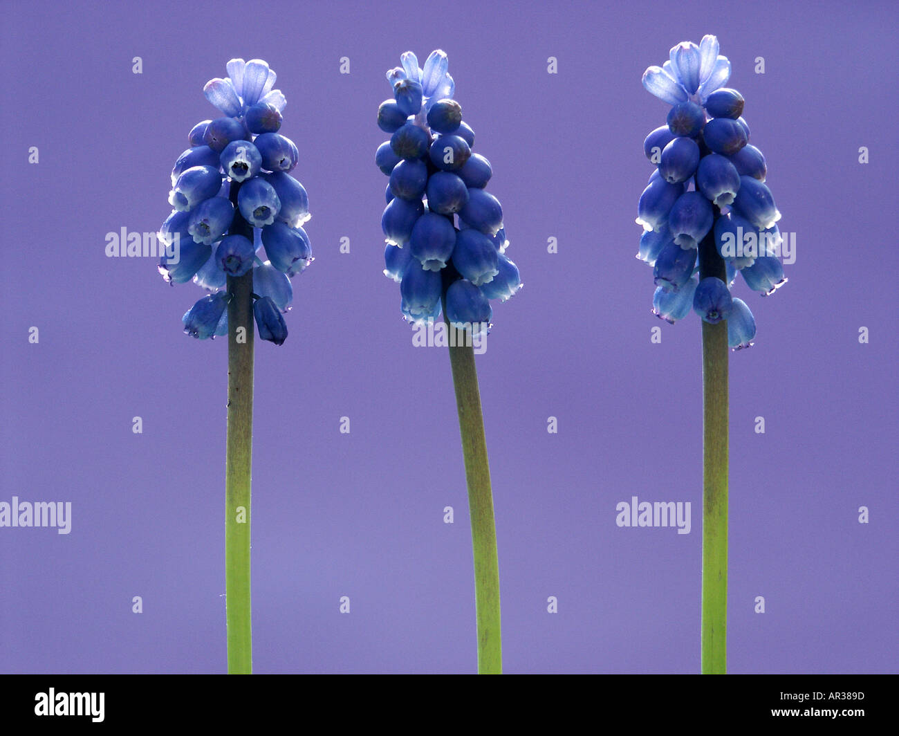 Three hyacinth hi-res stock photography and images - Alamy