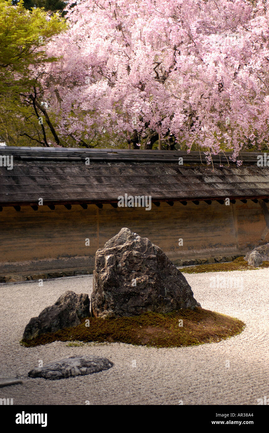 RyoanJi Garden in Kyoto Japan during cherry blossom season Stock Photo ...