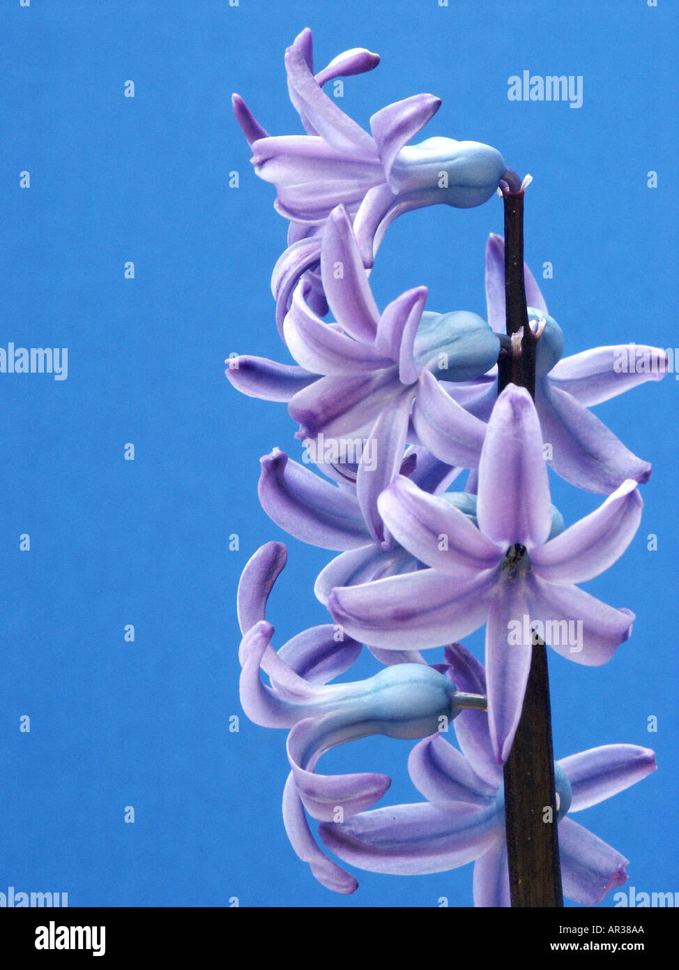 Deep purple Hyacinth bloom Stock Photo - Alamy