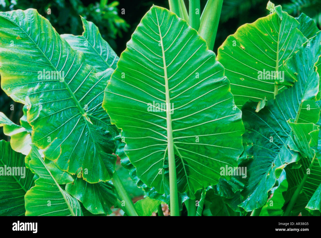 Giant taro Leaf Stock Photo - Alamy