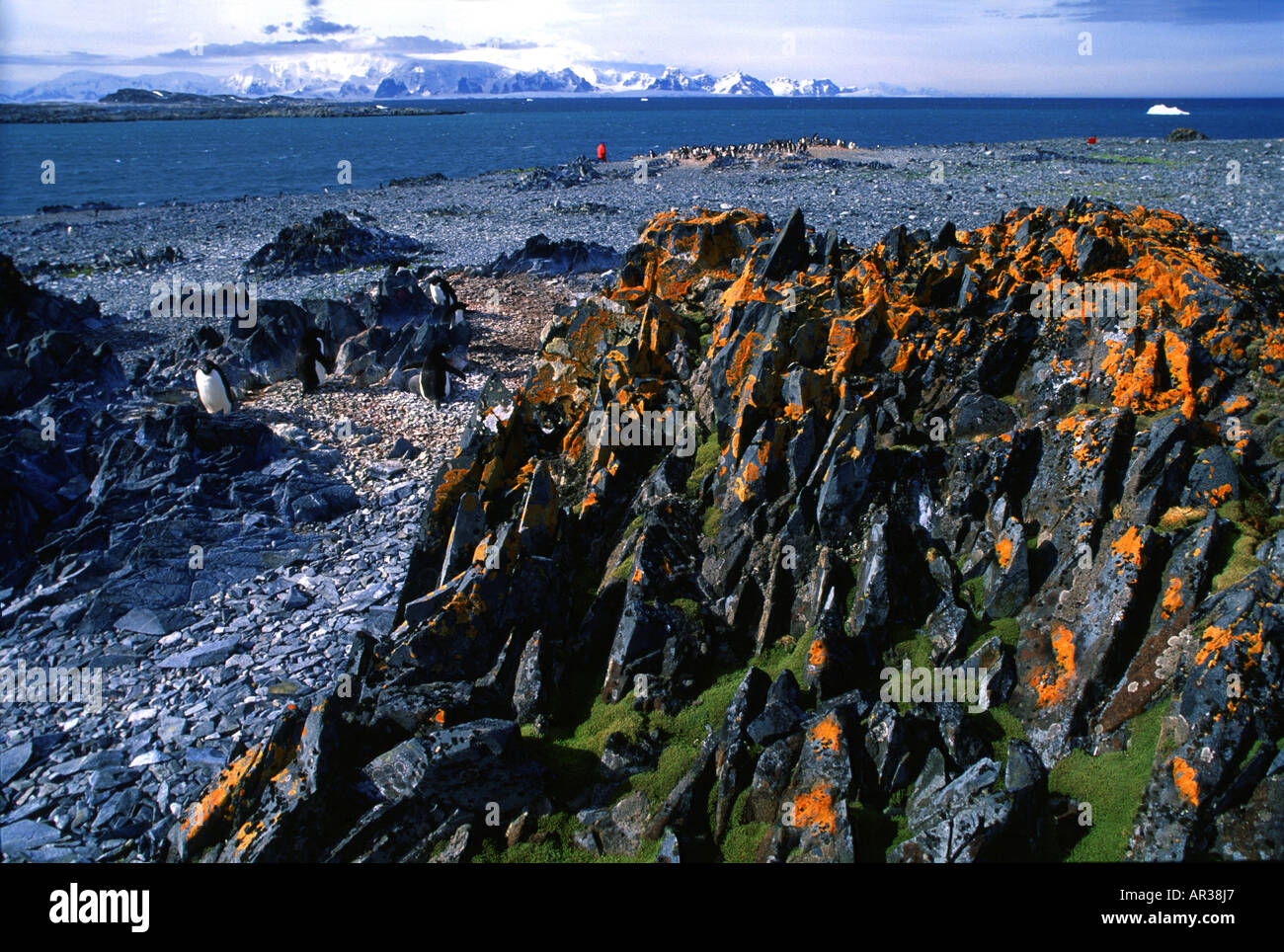 Colorful lichen on rocks on the waterfront, Torgersen Island, Antarctic ...