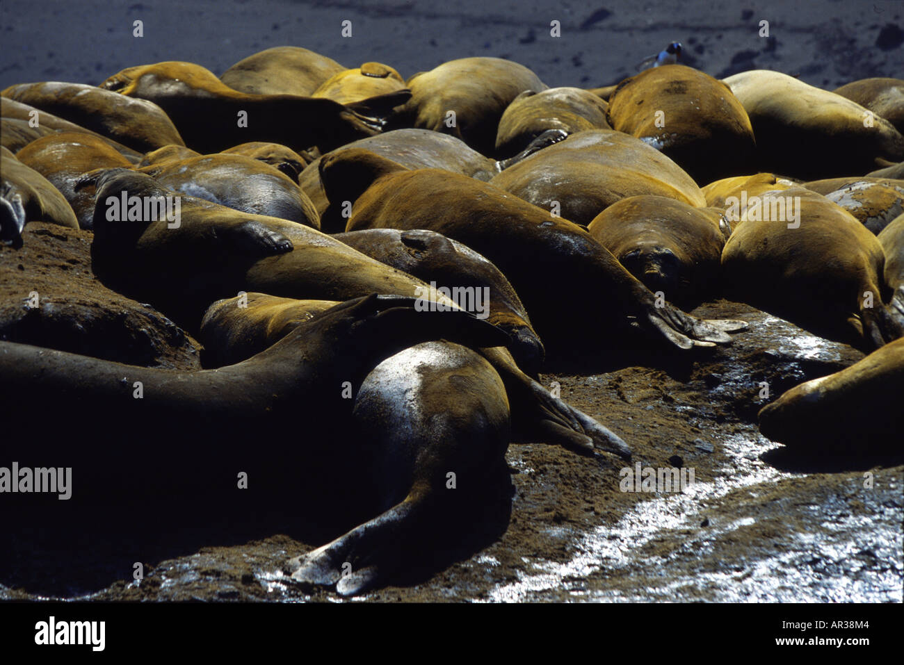 Sleeping sea elephants on Livingstone Island, Antarctic Peninsula ...