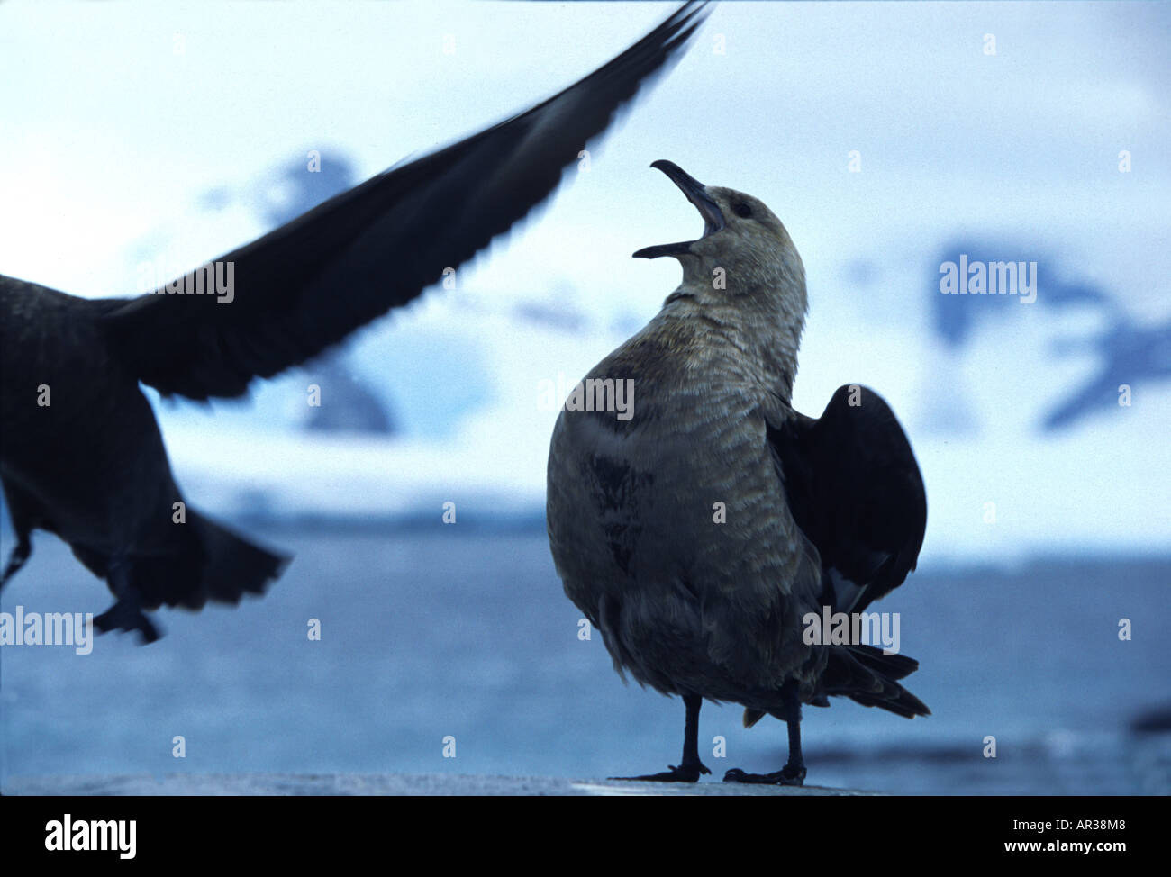 Skua bird, Aitcho Island, Antarctic Peninsula Antarctica Stock Photo ...