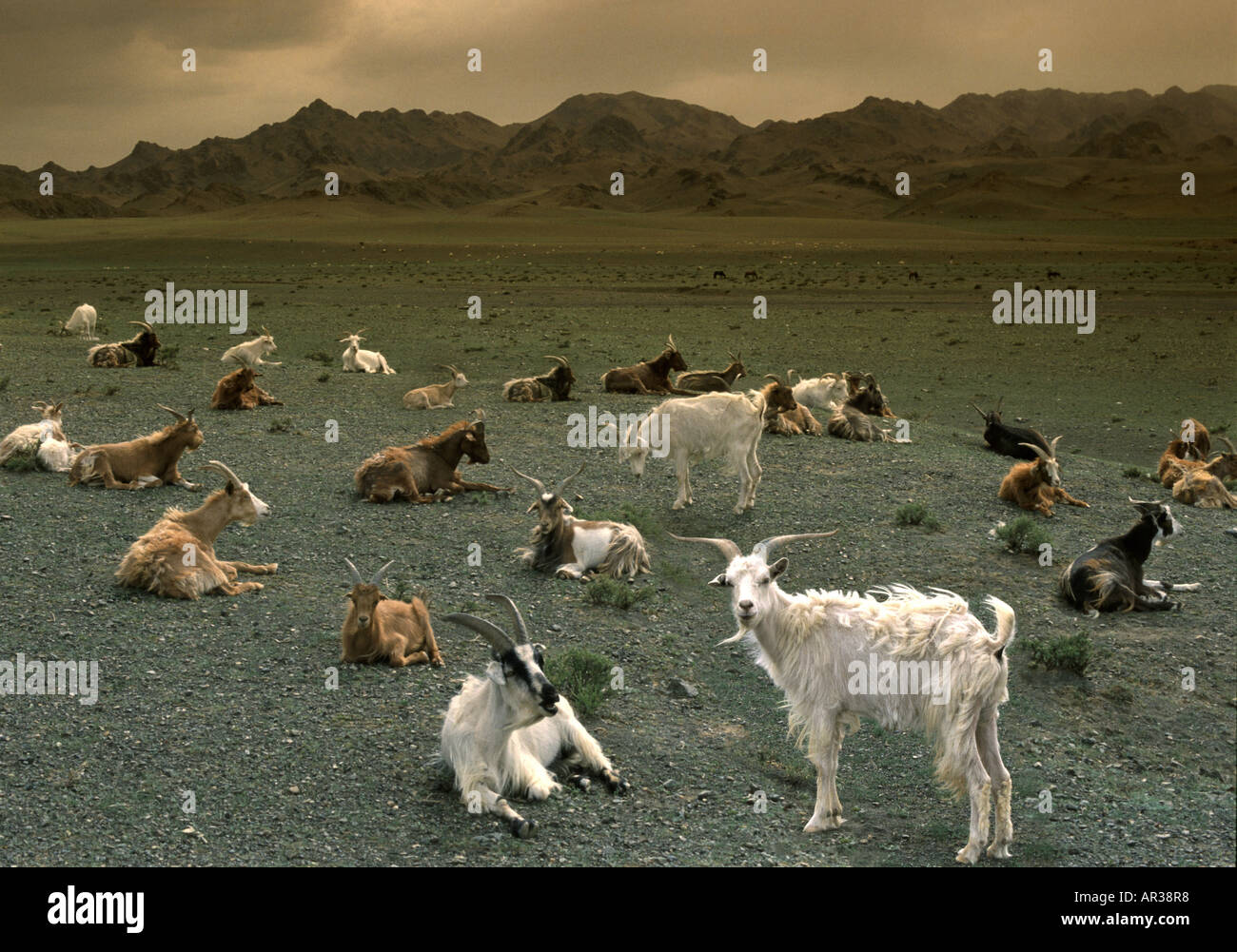 Cashmere goats at Gobi desert, Mongolia, Asia Stock Photo - Alamy