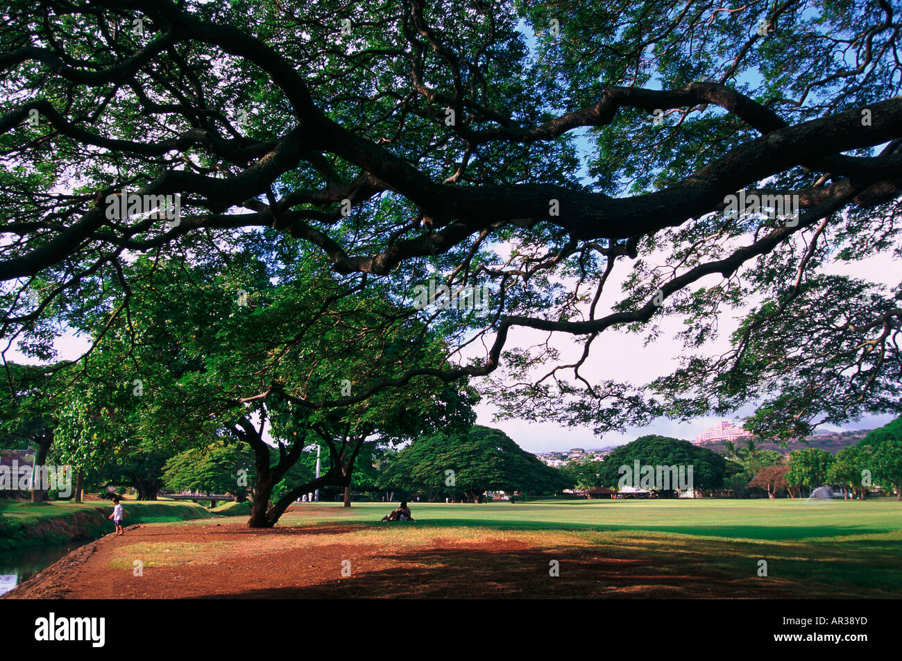 Monkeypod tree hi-res stock photography and images - Alamy